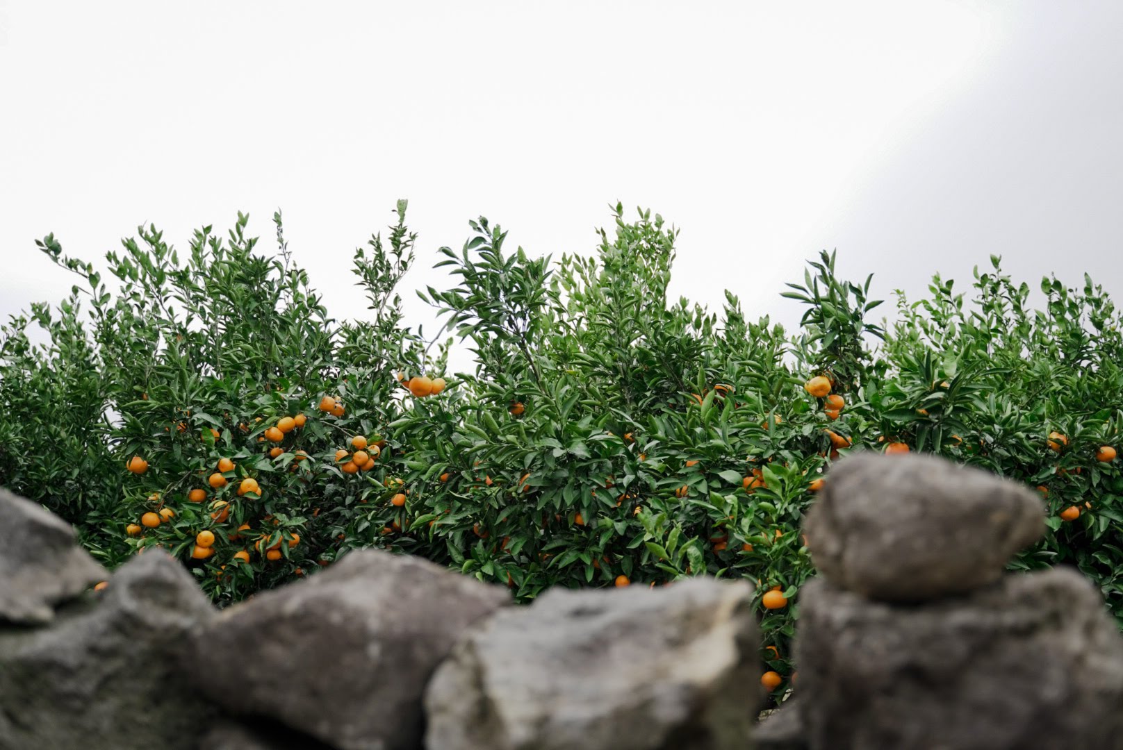 7 Days Jeju Itinerary – Enjoying the healing beauty of Korea’s Hawaii ...